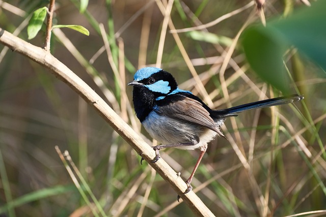 Superb Fairywren Bird - Free photo on Pixabay