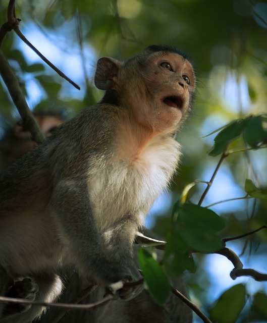 Macaco Natureza Animal - Foto gratuita no Pixabay