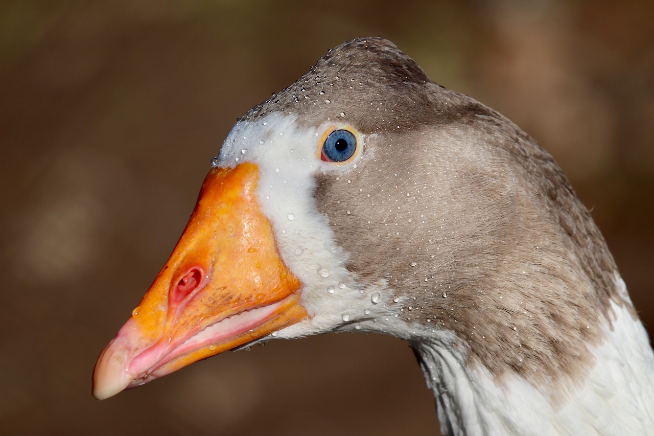 Domestic Goose Gander - Free photo on Pixabay