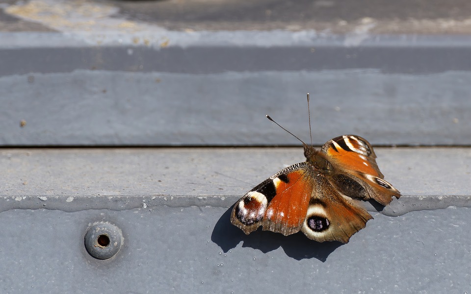 Butterfly Insect Building - Free photo on Pixabay