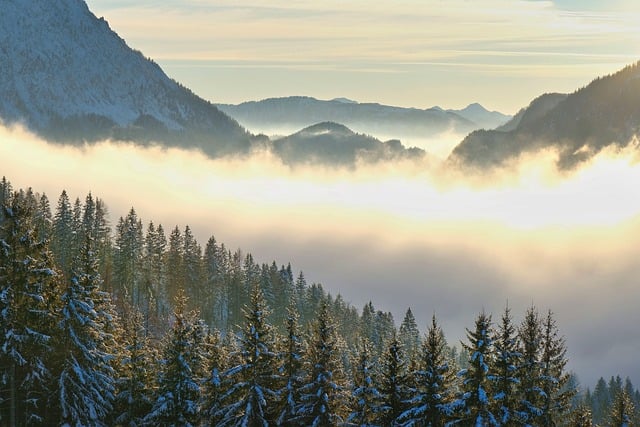 400,000+ Free Forest Landscapes & Forest Images - Pixabay