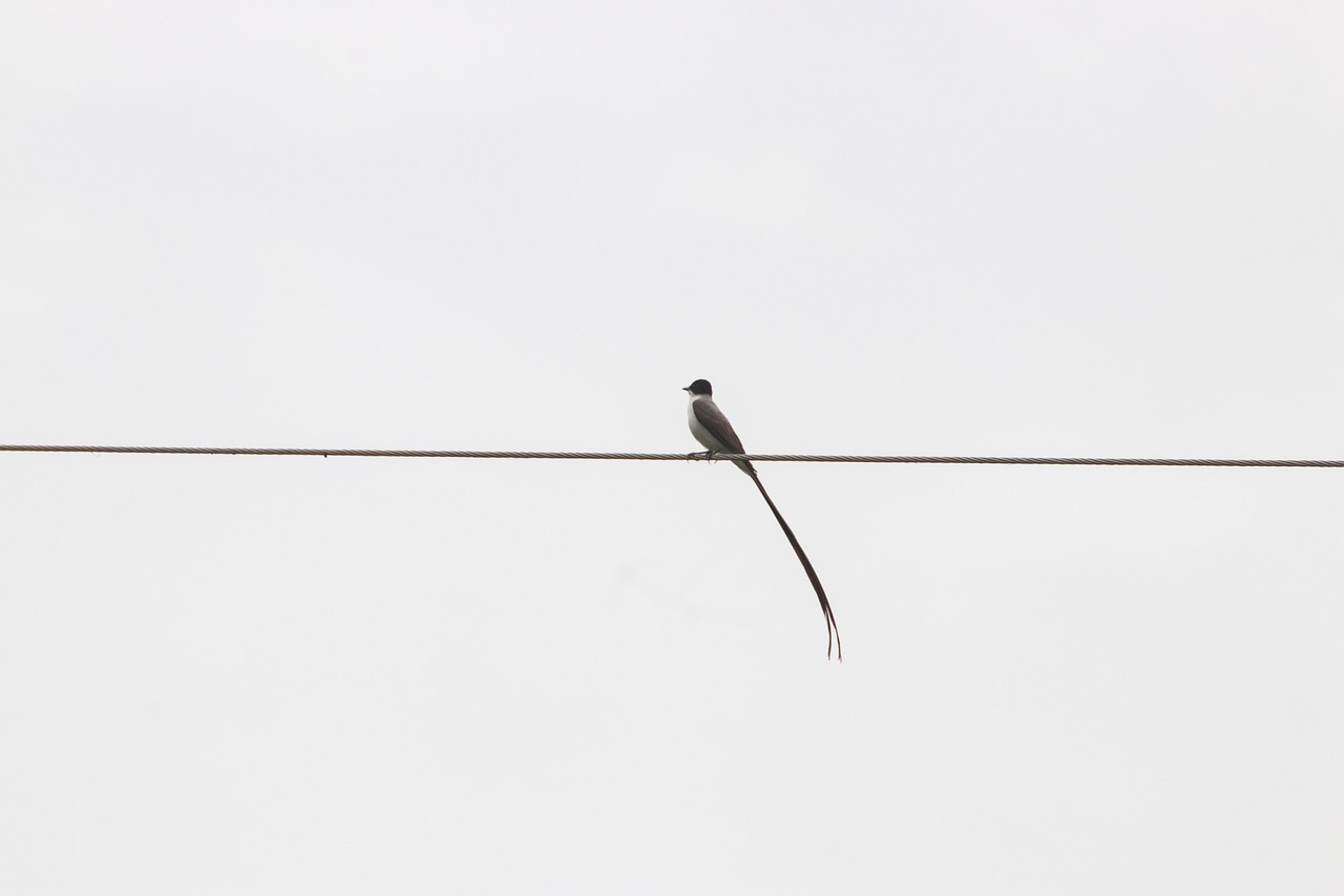 Earwig Bird Animal - Free photo on Pixabay