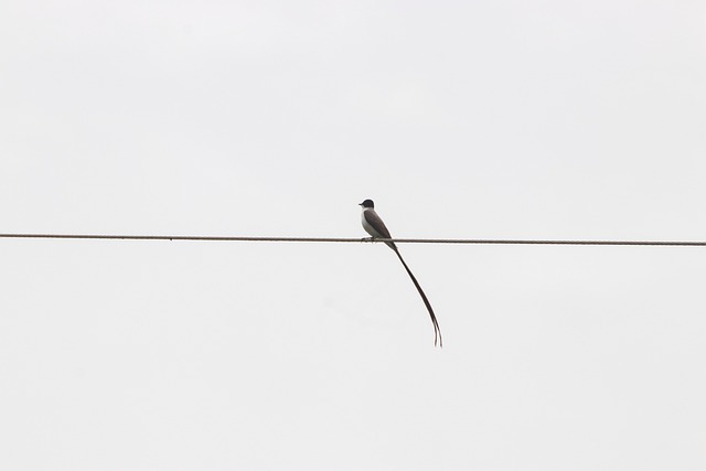 Earwig Bird Animal - Free photo on Pixabay