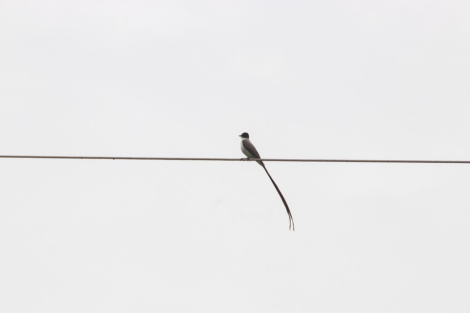 Earwig Bird Animal - Free photo on Pixabay