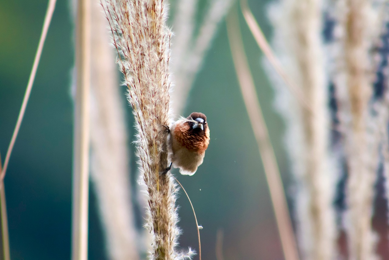 Vogel Natur Tierwelt - Kostenloses Foto auf Pixabay