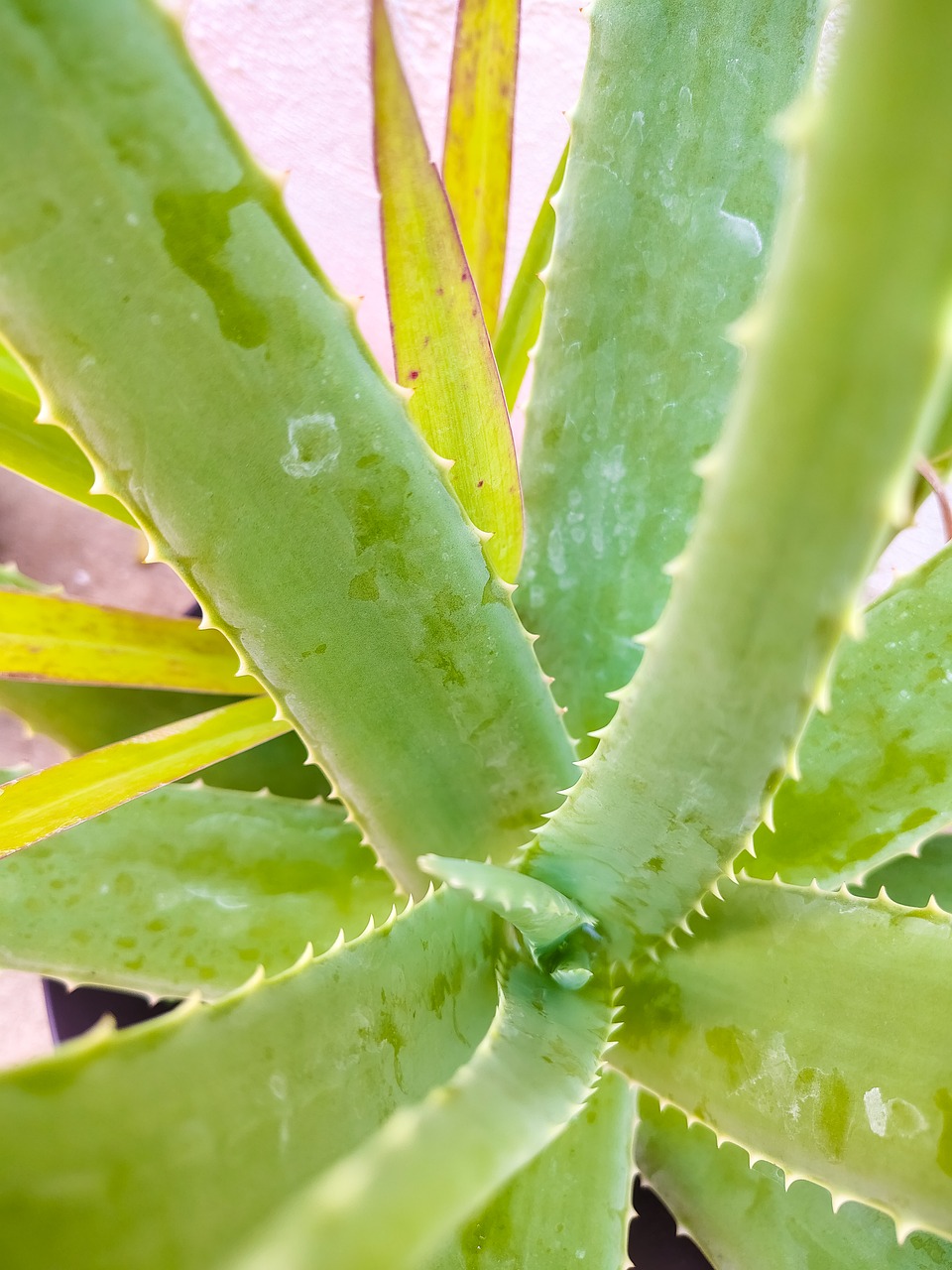 Sábila Naturaleza Verde - Foto gratis en Pixabay