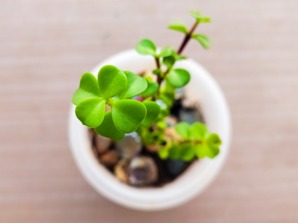 Planta Hojas Moneda - Foto gratis en Pixabay