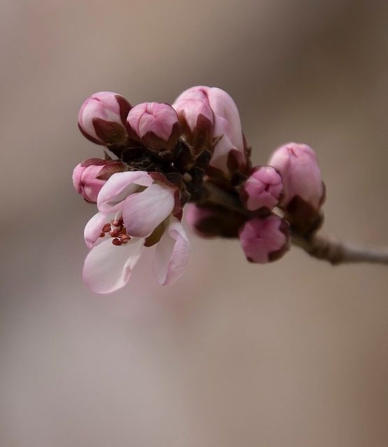Fleurs De Pêche Fleurir - Photo gratuite sur Pixabay