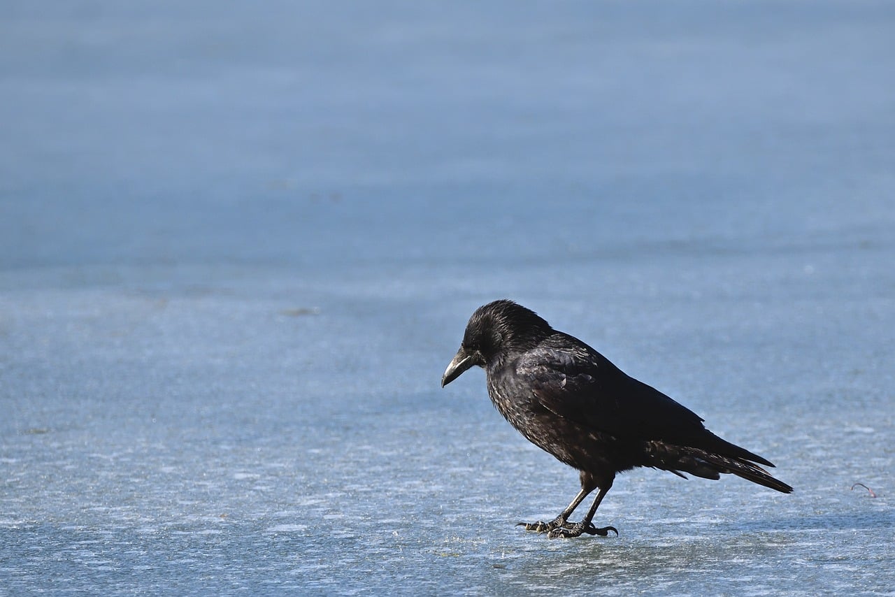 300+ Free Jorge Carrion & Crow Images - Pixabay