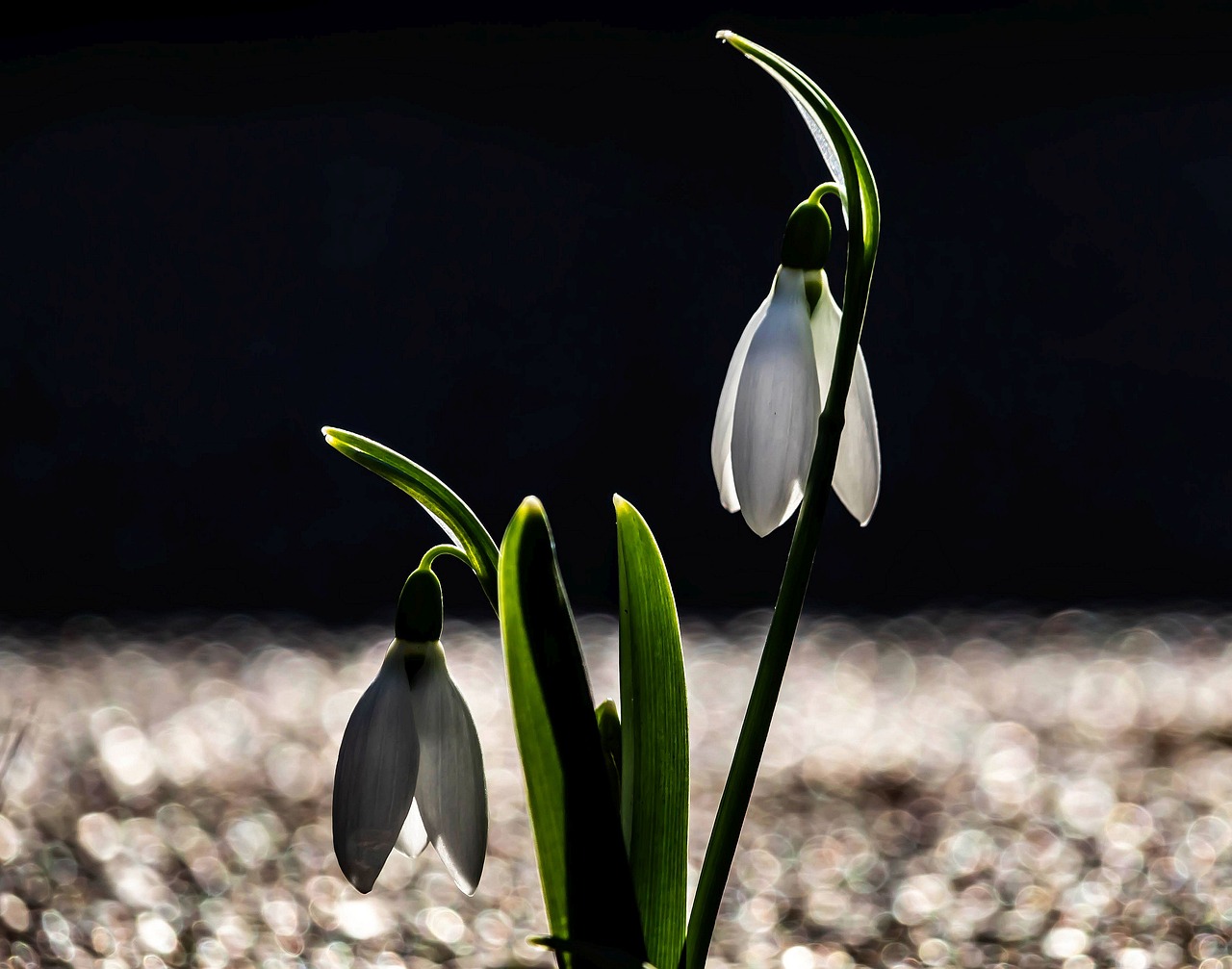 Snowdrop Nature Flower Blooms - Free photo on Pixabay