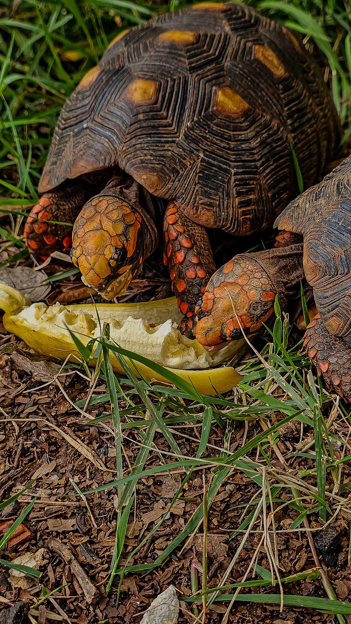 Mais de 10 imagens grátis de Jabuti e Natureza - Pixabay