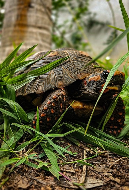 Mais de 10 imagens grátis de Jabuti e Natureza - Pixabay