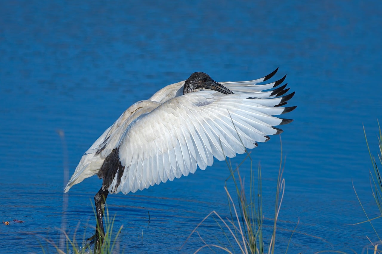 Ibis Nature Bird - Free photo on Pixabay