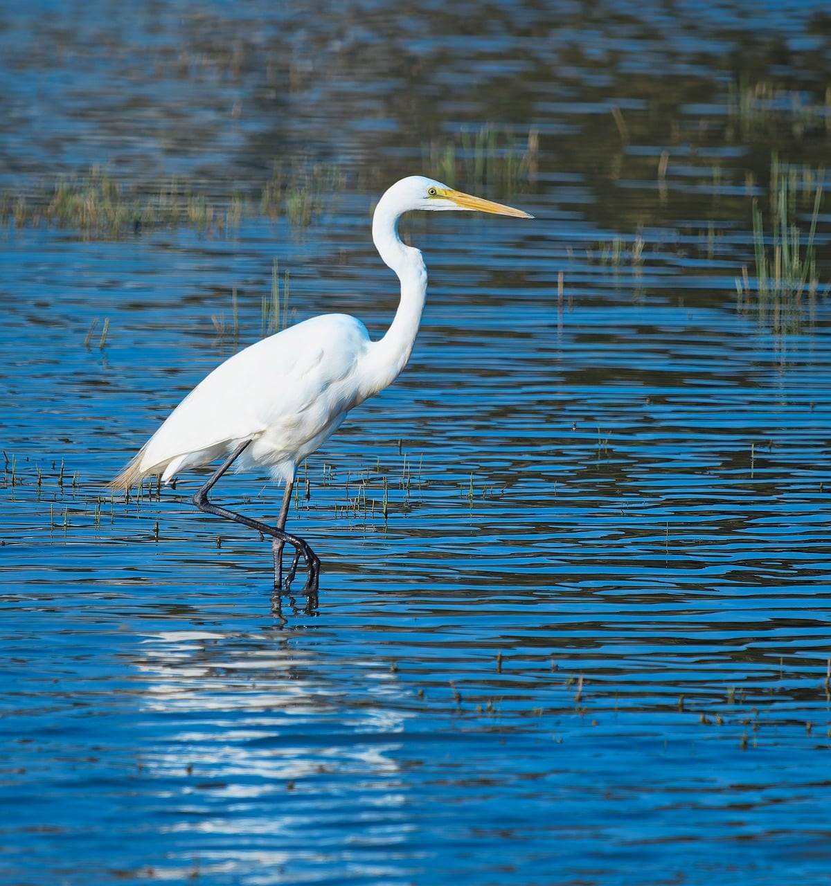 9,000+ Free Great Egret & Egret Images - Pixabay