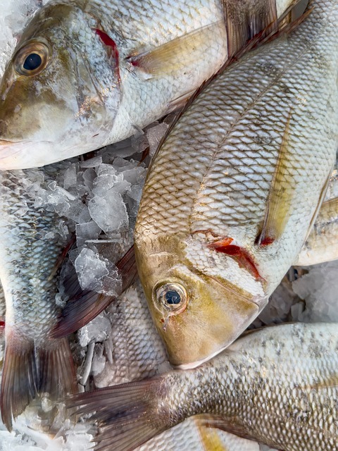The Fish Food Fresh - Free photo on Pixabay