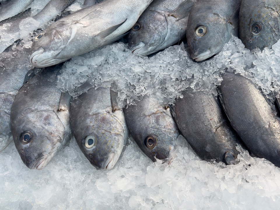 The Fish Food Fresh - Free photo on Pixabay