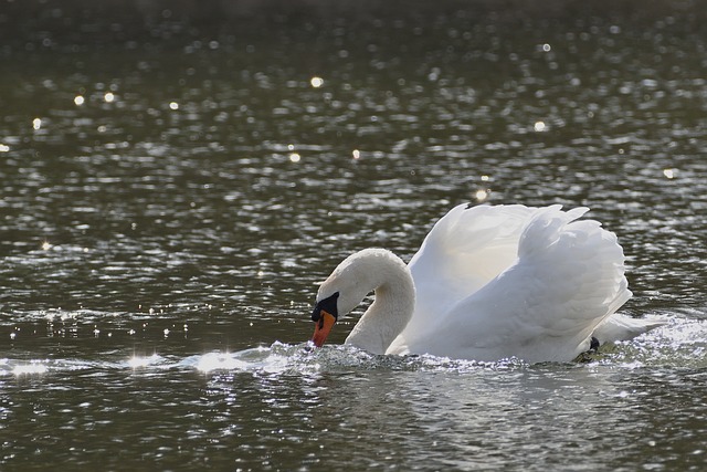 Mute Swan Water Bird - Free photo on Pixabay