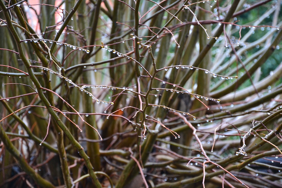 Water Plant Tree - Free photo on Pixabay