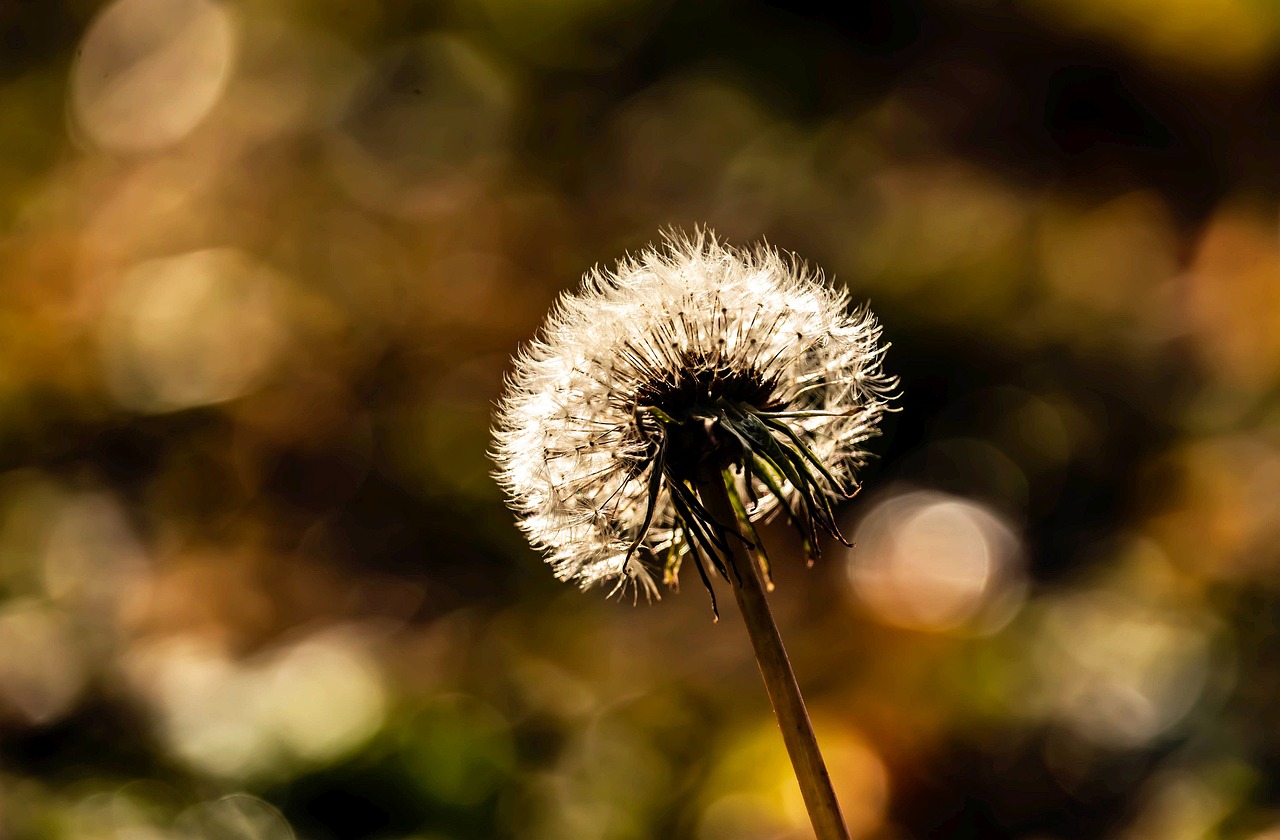 Dandelion Nature Wither - Free photo on Pixabay