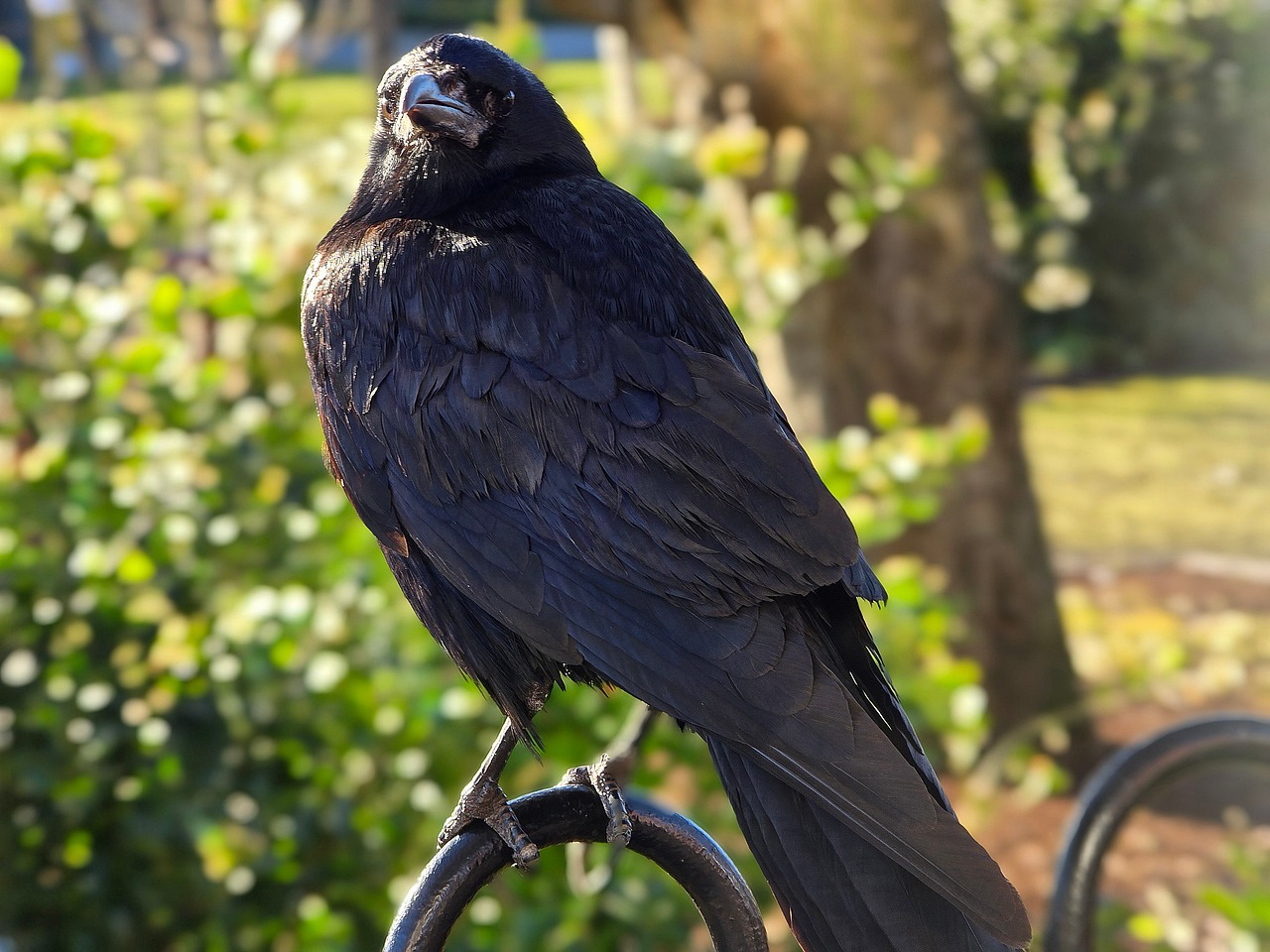 Oiseau Corbeau Nature - Photo gratuite sur Pixabay
