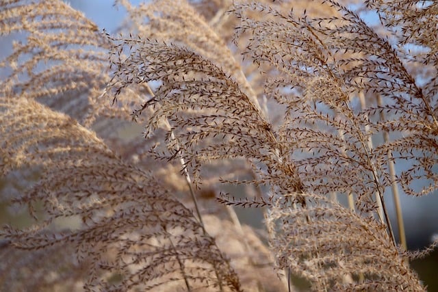 5,000+ Free Reeds & Nature Images - Pixabay