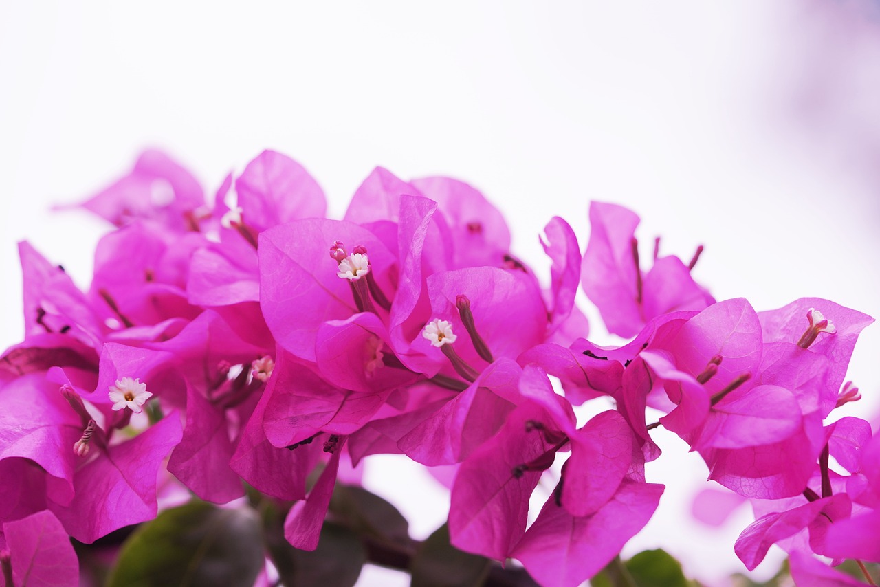Bougainvillea Flowers Plant Pink - Free photo on Pixabay