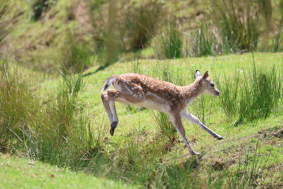 Animal Fauna Fawn - Free photo on Pixabay