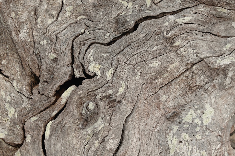 Wood Texture Tree - Free photo on Pixabay
