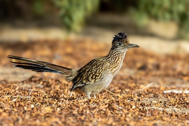 100,000+ Free Roadrunner Bird & Bird Images - Pixabay
