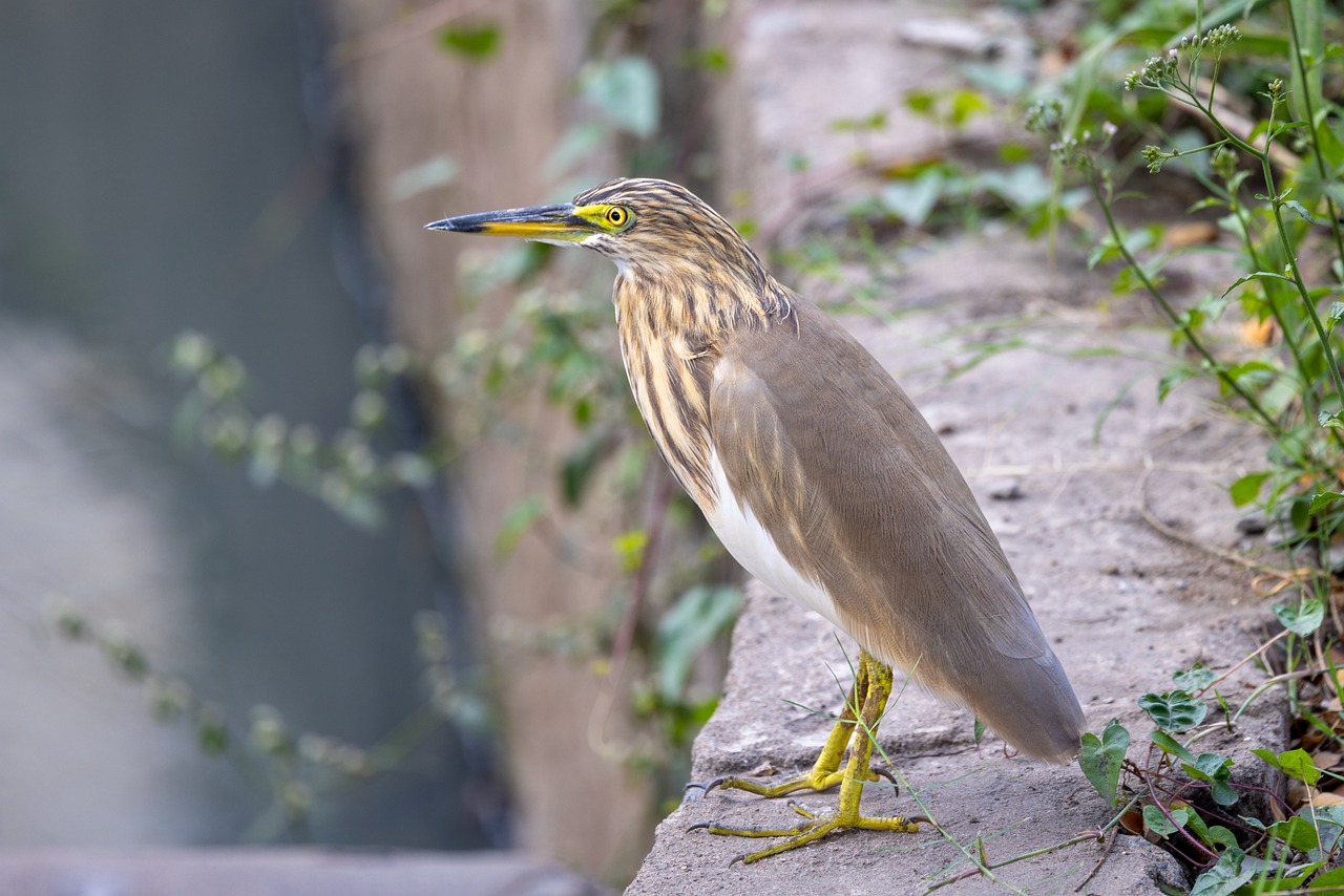 Pond Heron Wildlife Bird - Free photo on Pixabay