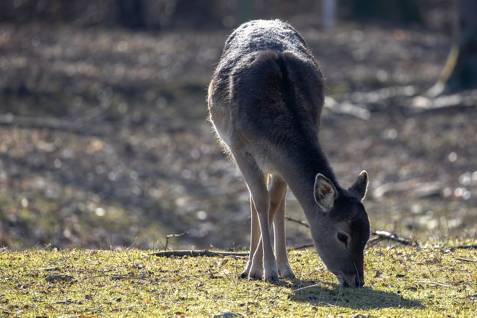 European Fallow Deer Wildlife - Free photo on Pixabay