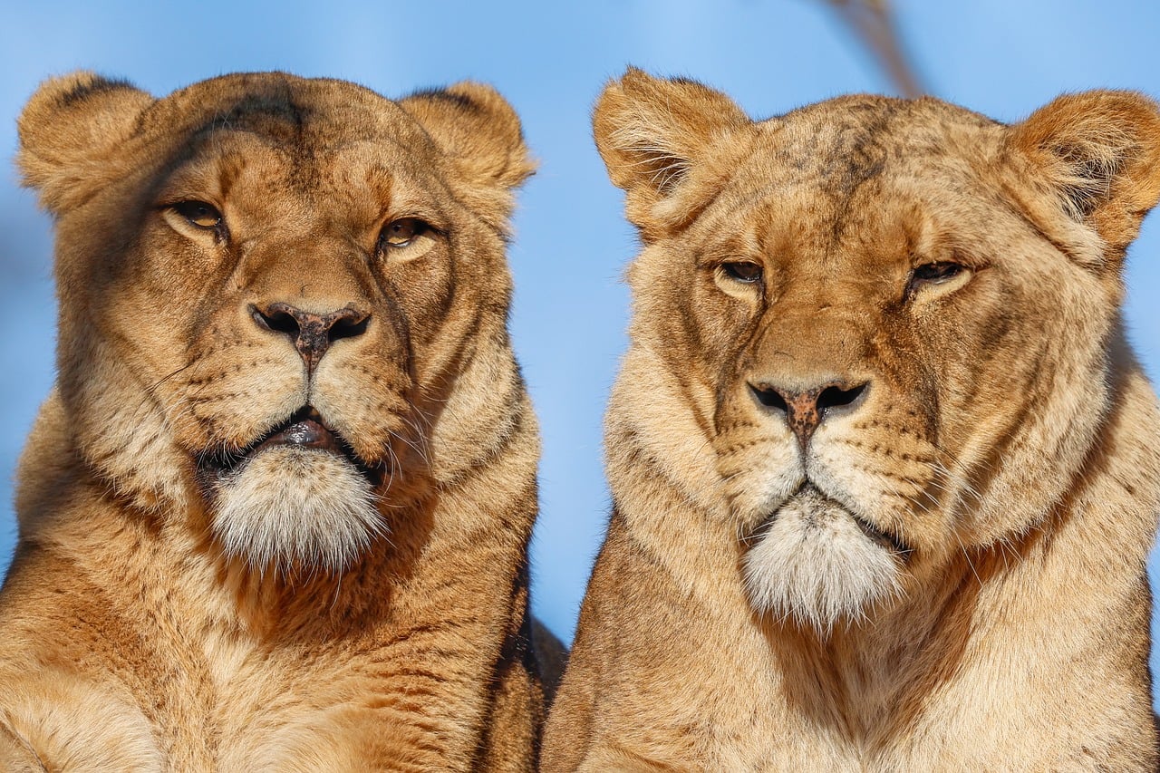 Lions Nature Animals - Free photo on Pixabay