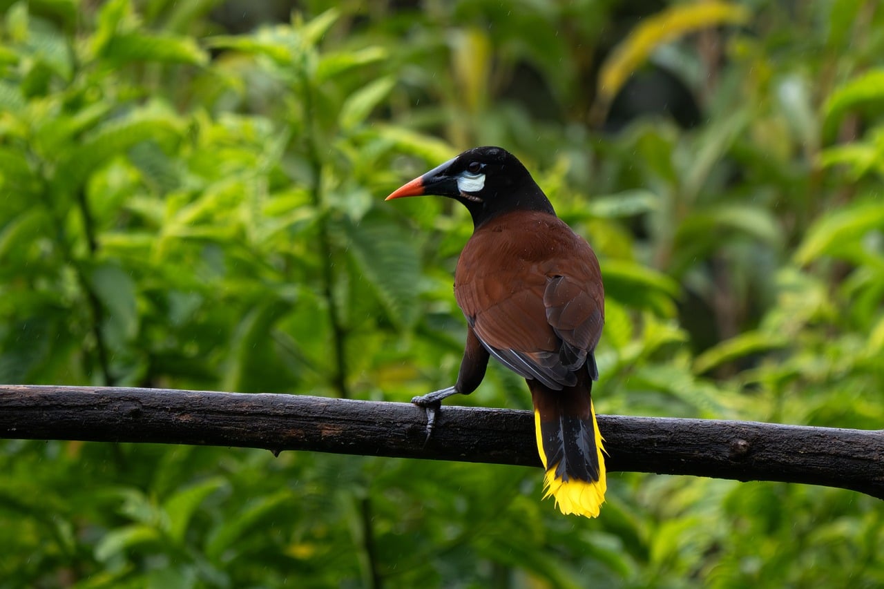 Montezuma Oropendola Psarocolius - Free photo on Pixabay