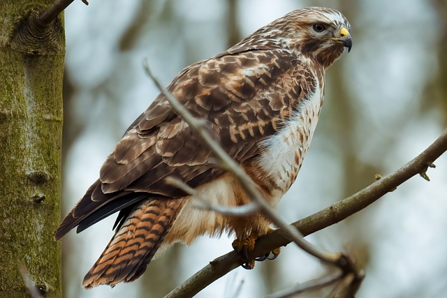 Buzzard Hawk Bird Of Prey - Free photo on Pixabay