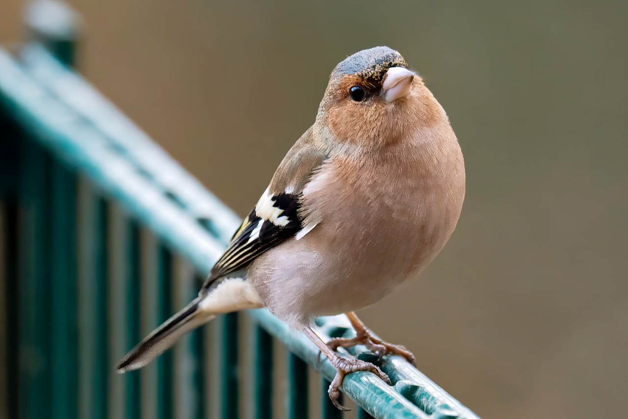 Chaffinch Bird Nature - Free photo on Pixabay