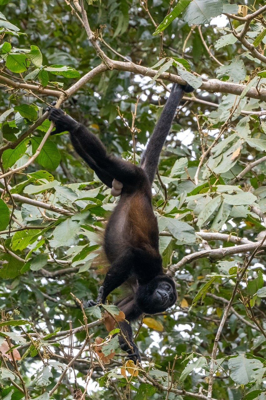 Costa Rica Howler Monkey Wildlife - Free photo on Pixabay