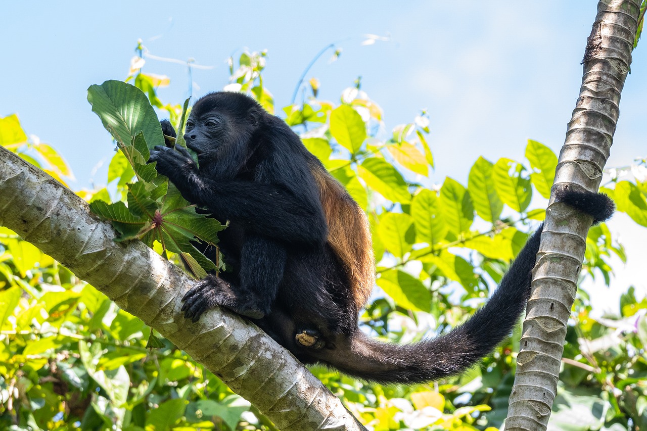 Costa Rica Mono Aullador - Foto gratis en Pixabay