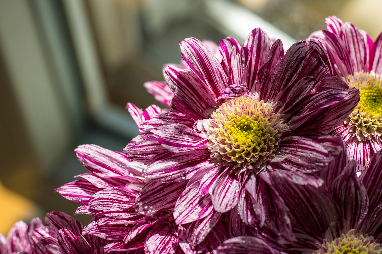Nature Flower Bloom - Free photo on Pixabay