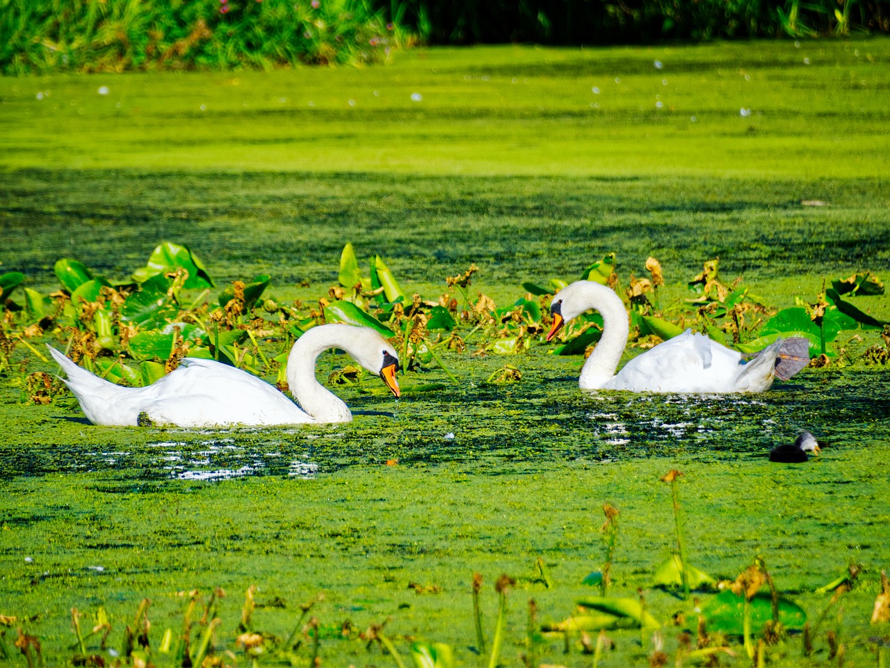Mute Swan Nature - Free photo on Pixabay