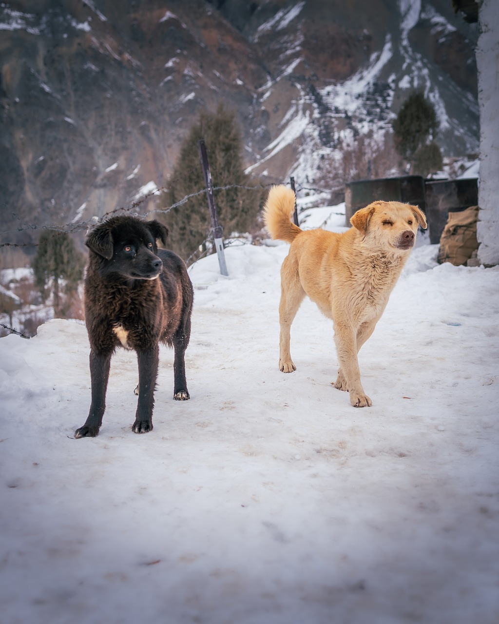 Brown Puppy Cold Atmosphere - Free photo on Pixabay