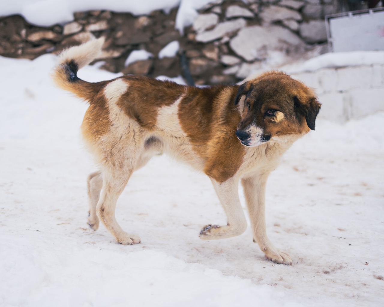 Perro Animal Mamífero - Foto gratis en Pixabay