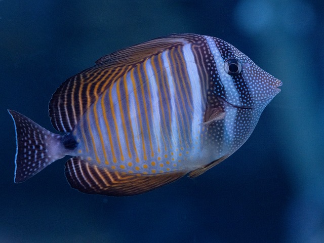 Fische Tier Unterwasser - Kostenloses Foto auf Pixabay