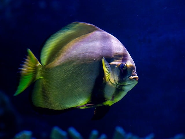 Peixe Animal Embaixo Da Agua - Foto gratuita no Pixabay