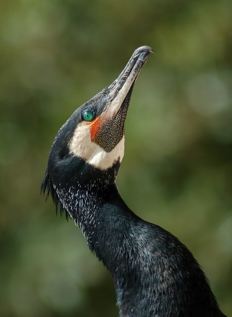 Cormorant Bird Watching - Free photo on Pixabay