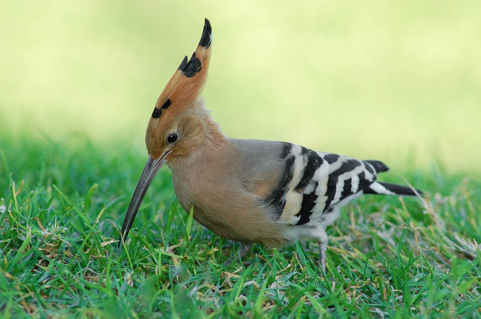 Hoopoe Bird Animal - Free photo on Pixabay