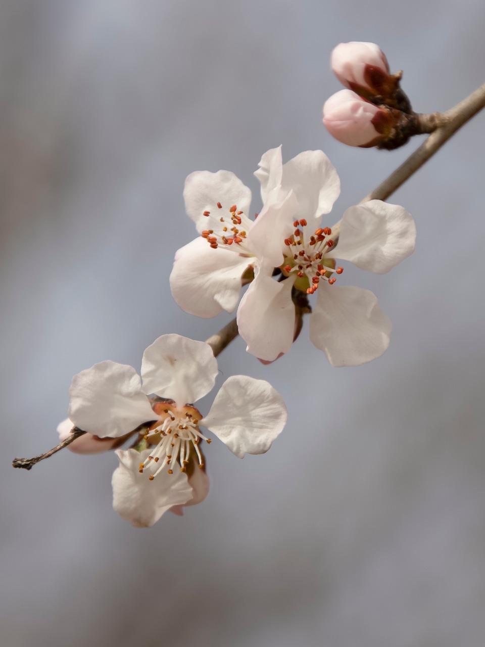 Peach Flowers Blossom - Free photo on Pixabay