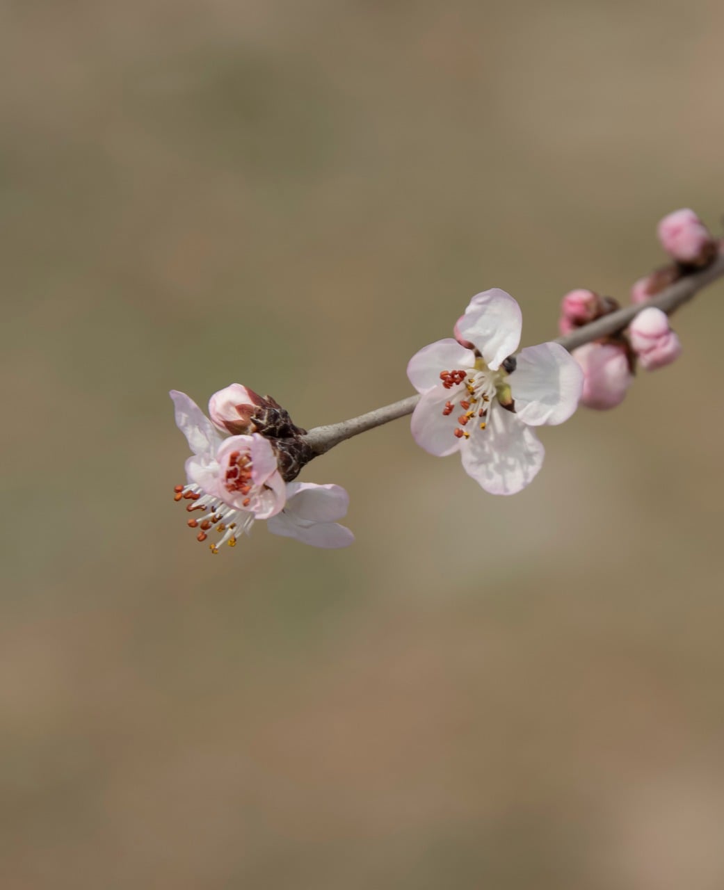 Peach Flowers Blossom - Free photo on Pixabay