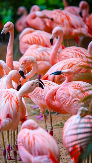 Birds Flamingos Wings - Free photo on Pixabay