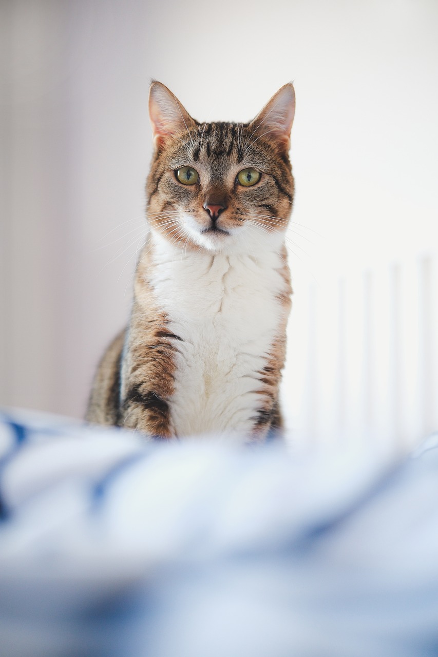 Cat Pet Animal - Free photo on Pixabay