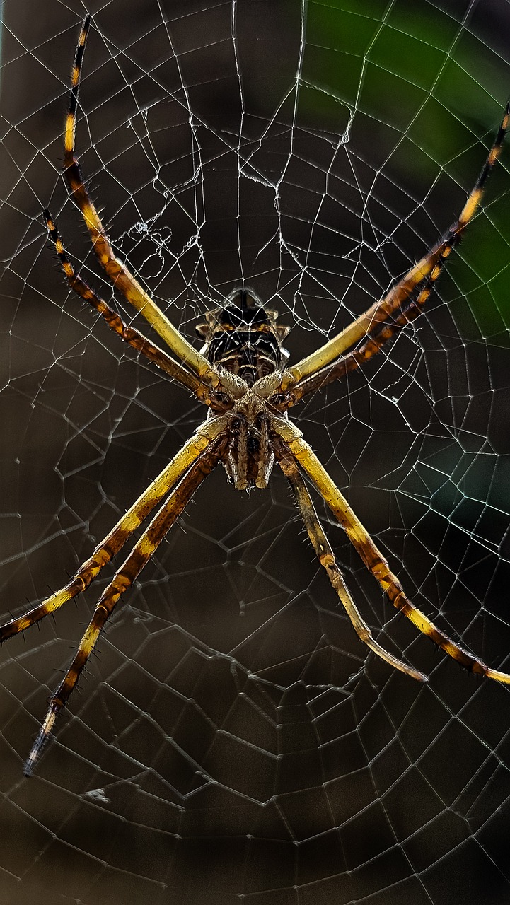 Arachnid Spider Nature - Free photo on Pixabay
